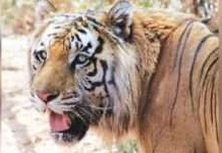 Tiger kills armed home guard in Assam’s Orang National Park - News On Radar India