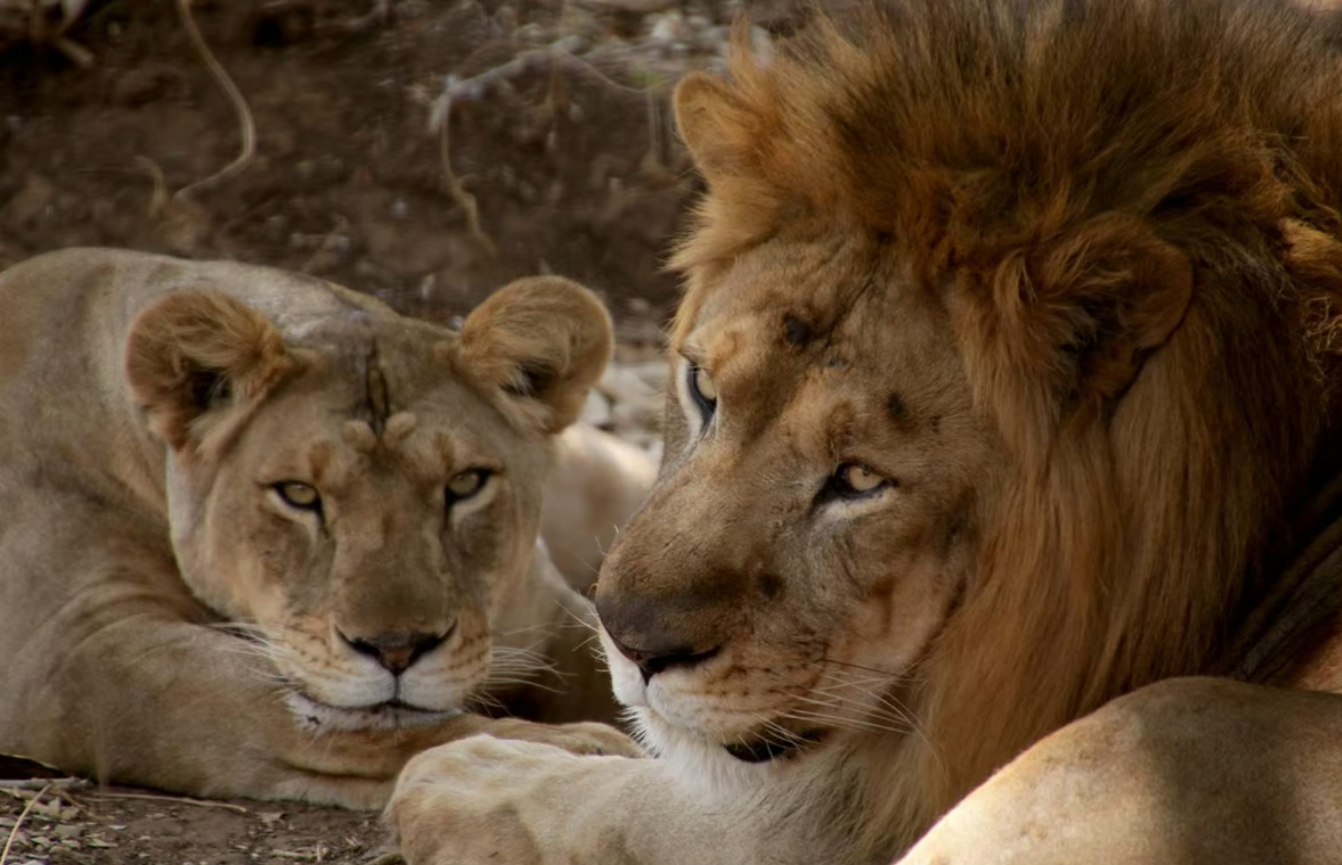 The curious case of the missing dead: Centre and State's lion fatality ...