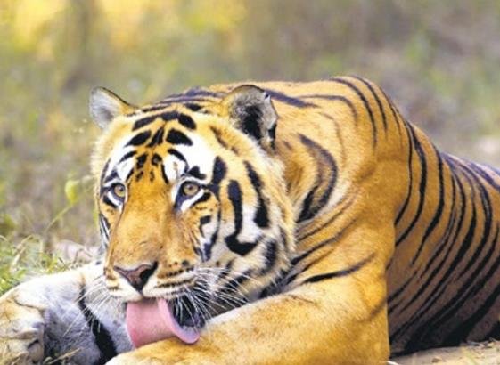 Tiger kills armed home guard in Assam’s Orang National Park - News On Radar India