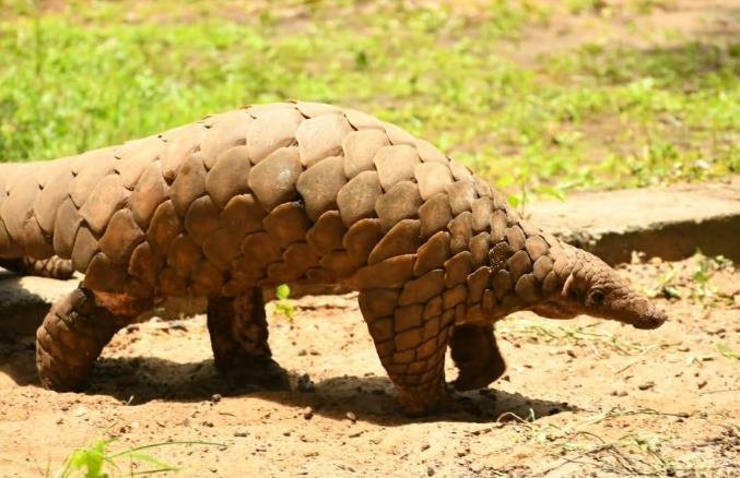 Manipur villages unite to protect Pangolins along Indo-Myanmar border ...