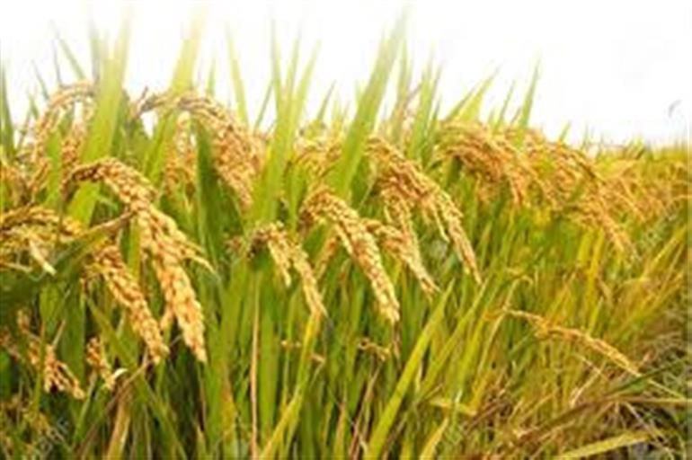 Paddy procurement season 2025 : Over 4.32 lakh farmers benefitted from ...