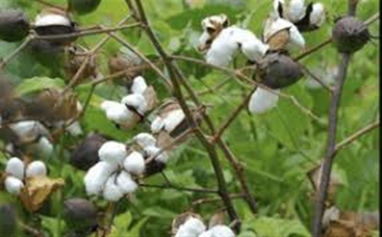 Kapas Kisan App launched for Cotton Farmers to Sell Their Produce ...